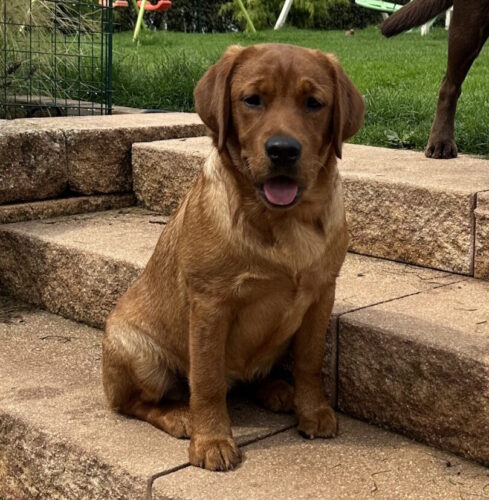 Breathtaking Merle Sable Blues - Labdance Labrador Retriever